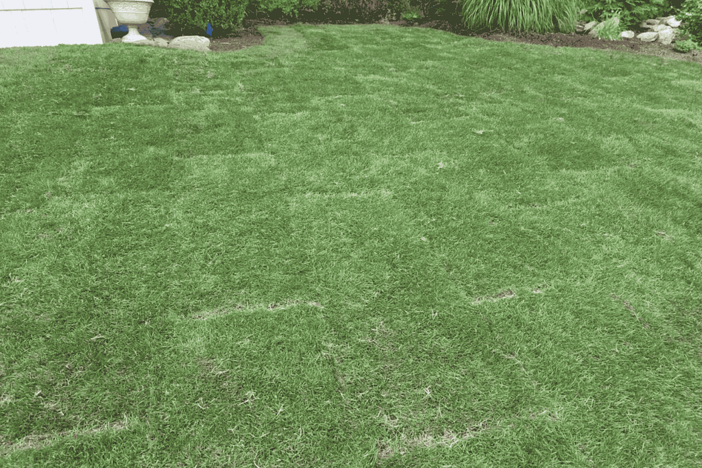 Sod Installation - Garden Green Landscape & Design